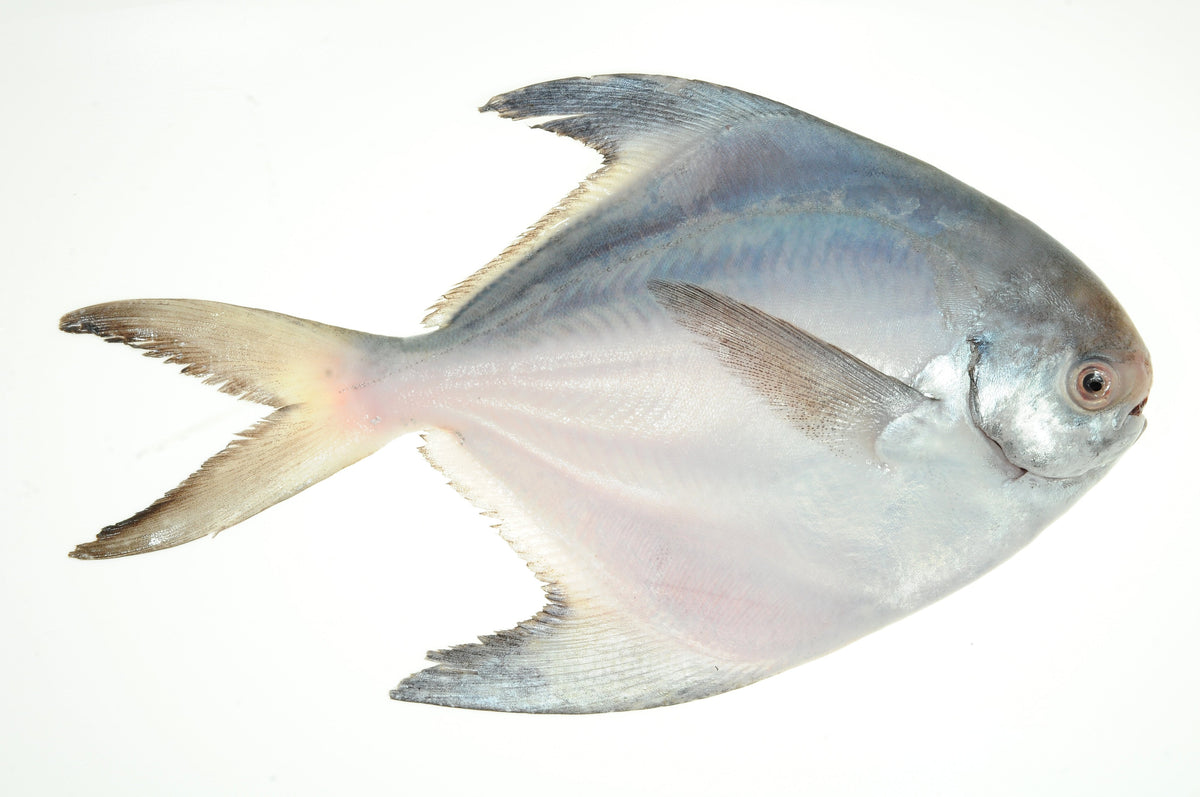 PREMIUM WHITE POMFRET 100/200 – GoodZay